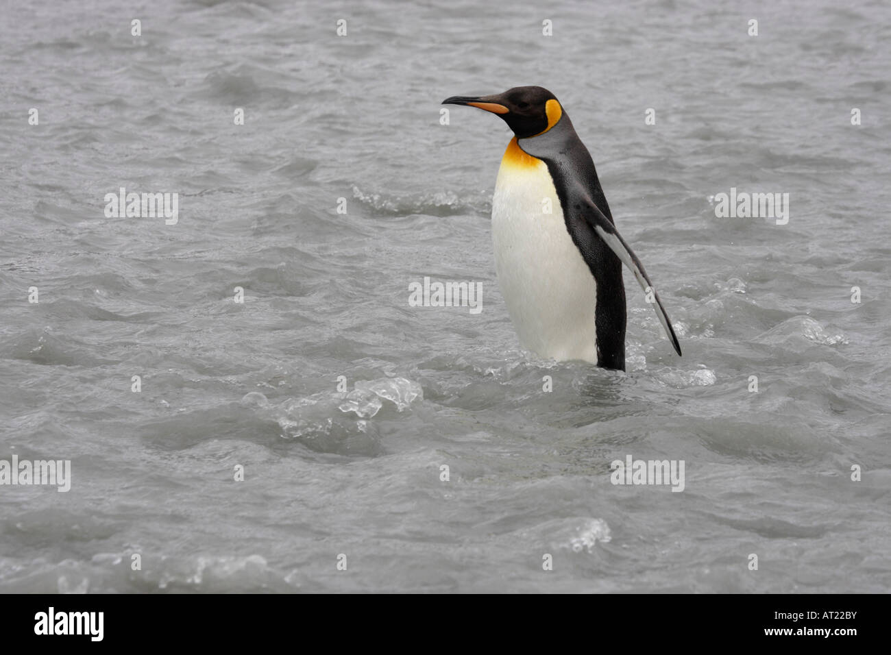 King Penguin South Georgia Stock Photo - Alamy