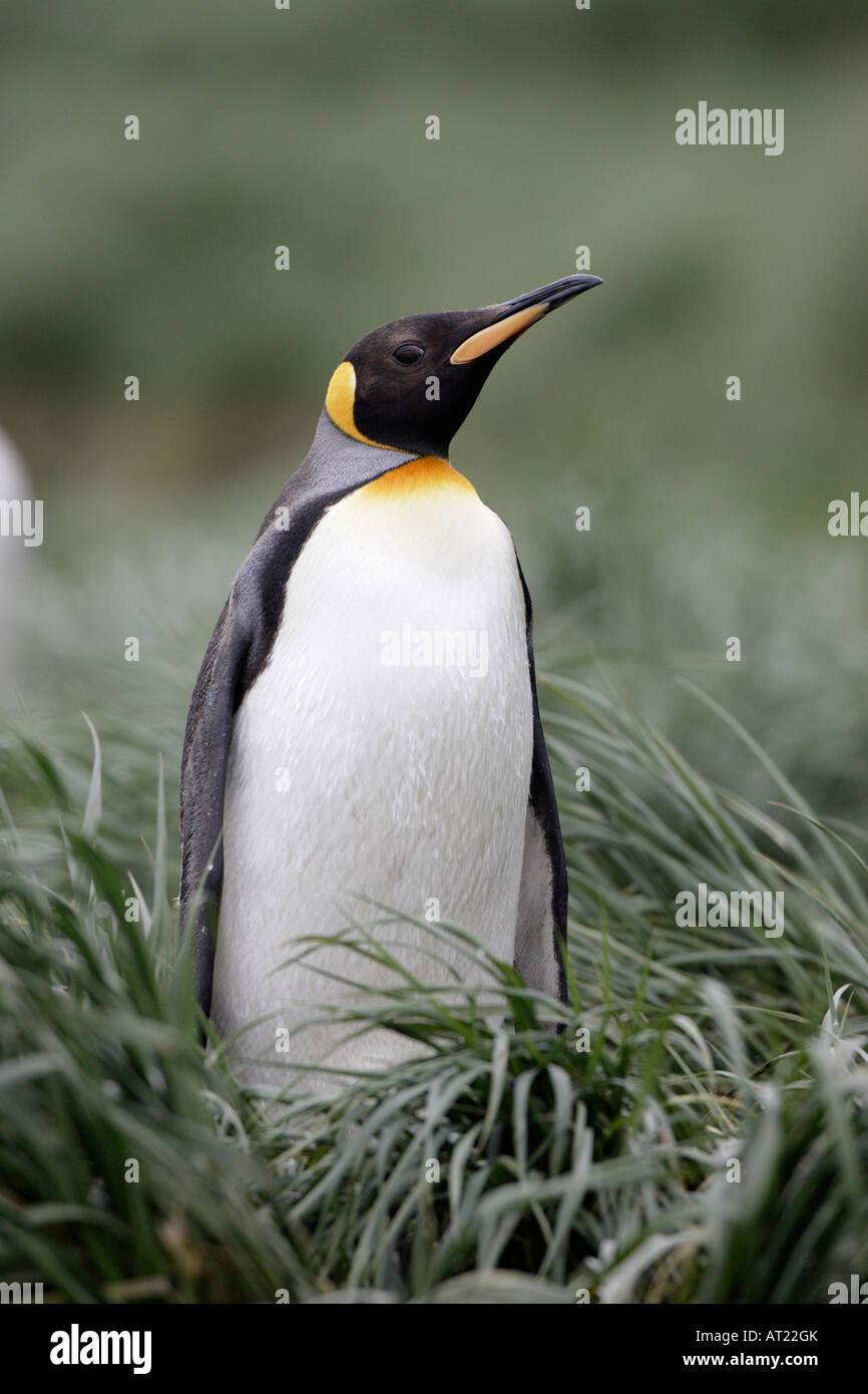 King Penguin South Georgia Stock Photo - Alamy