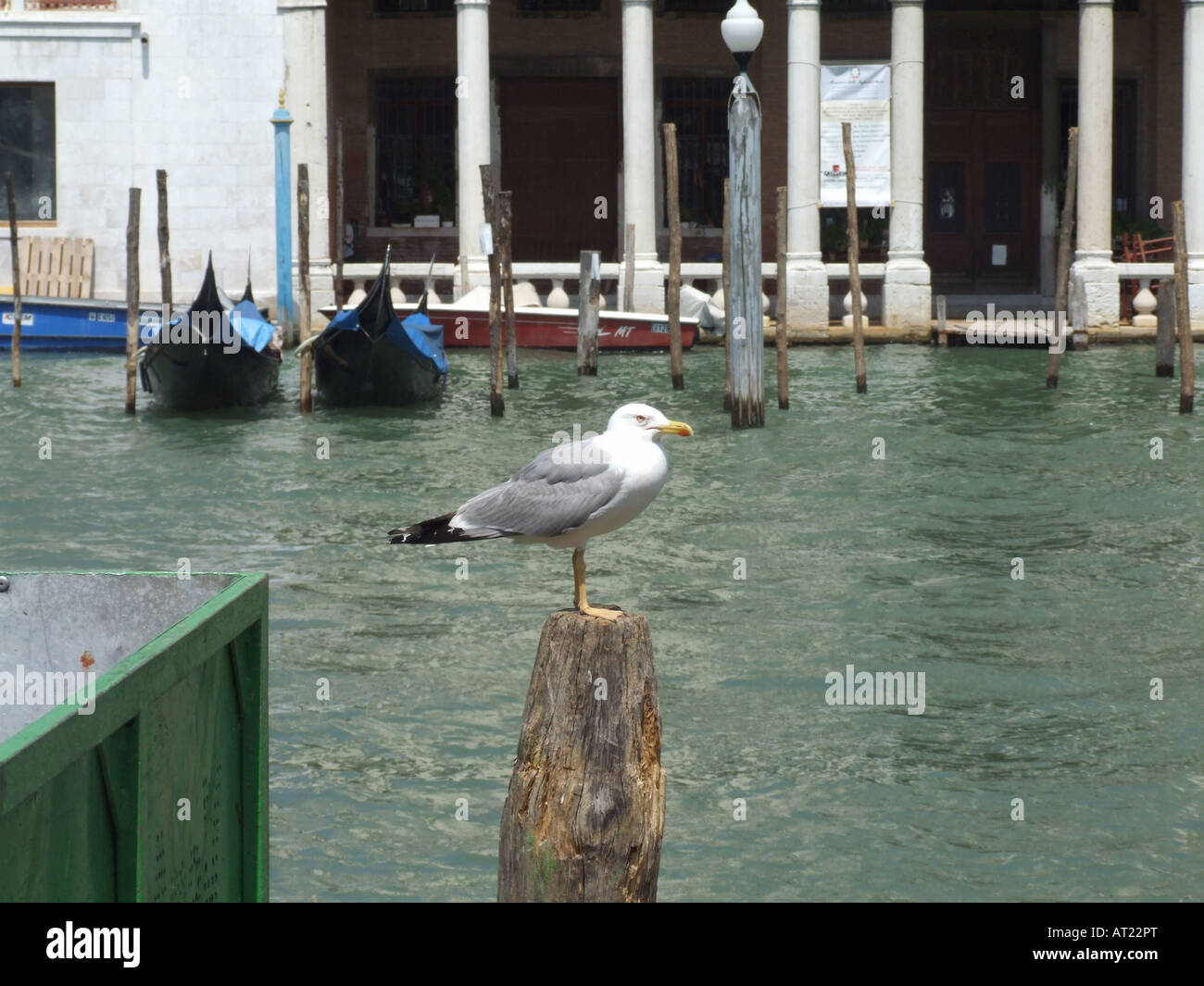 seagull in venice italy Stock Photo - Alamy