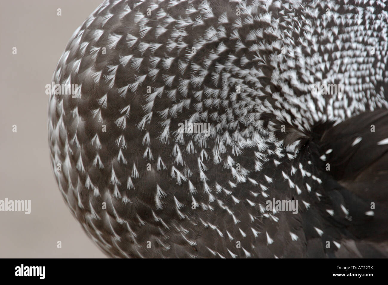 Plumage patterns hi-res stock photography and images - Alamy