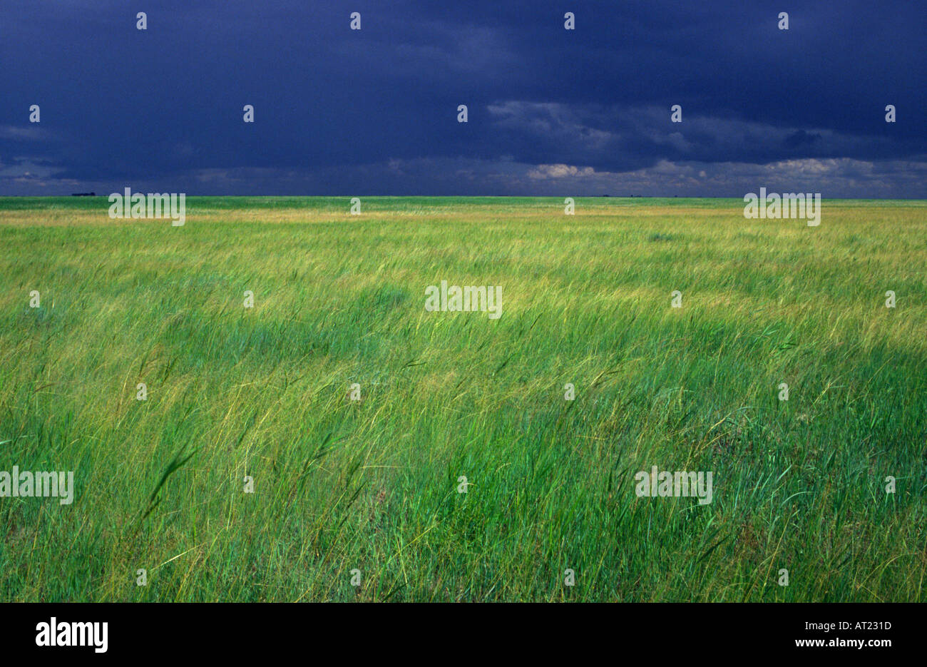 Zhalong natural reserve china grass hi-res stock photography and images ...
