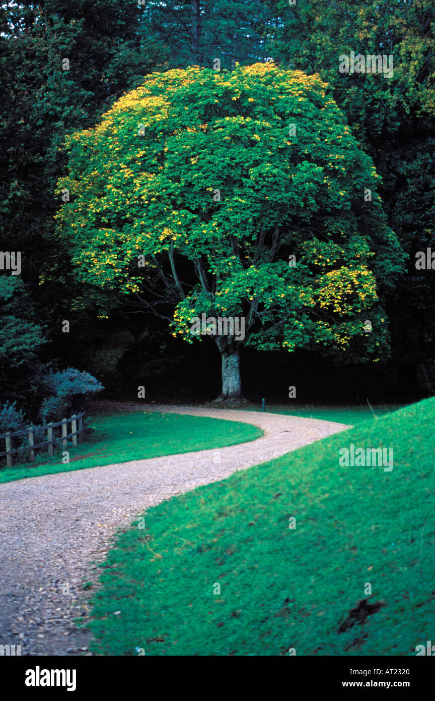 A Winding Path in Westonbirt Arboretum Stock Photo - Alamy