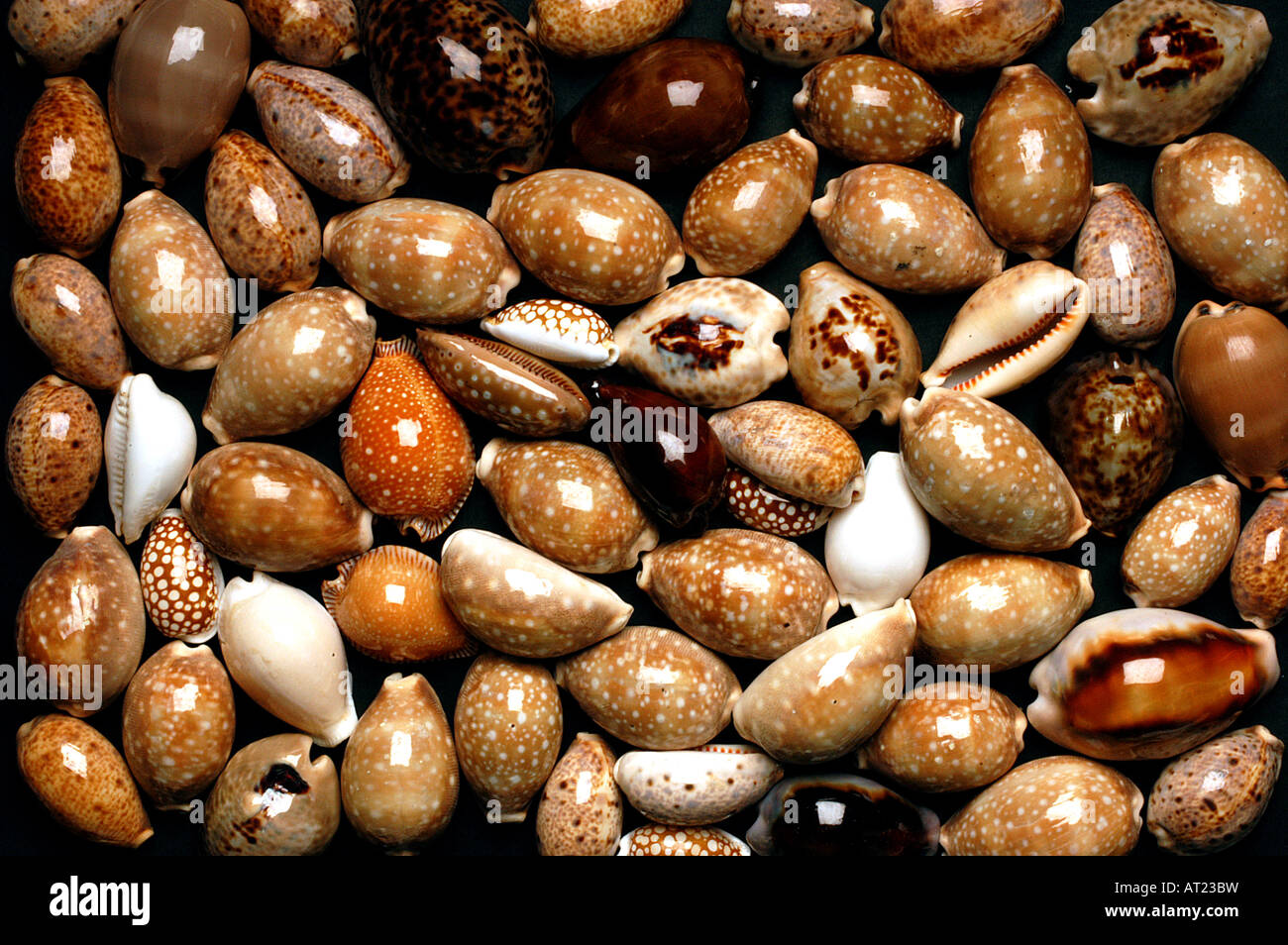 Cypraea spp., Cowries Seashells, Cypraeidae Stock Photo - Alamy