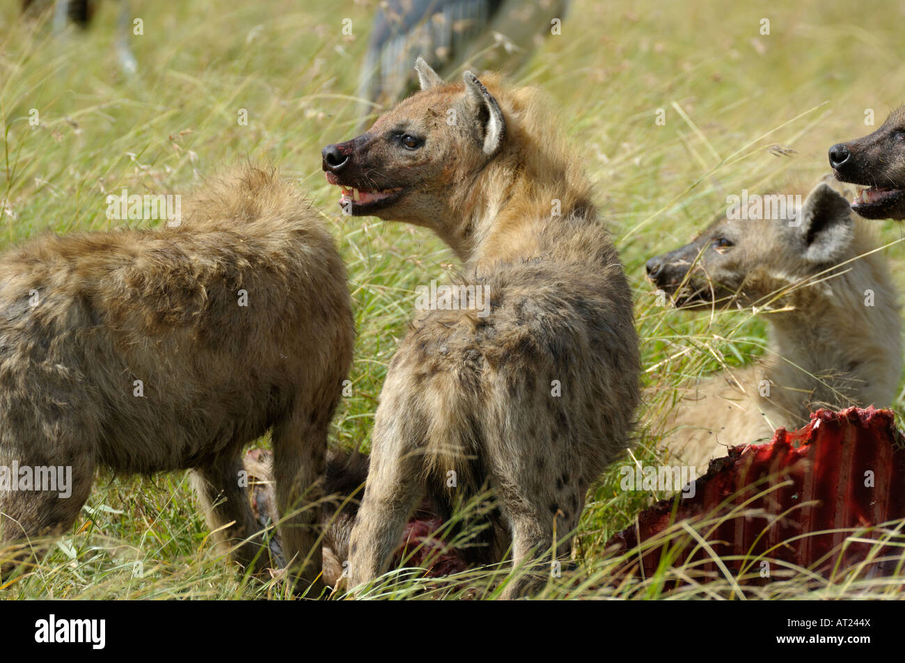 Hyena at a wildebeest kill, Serengeti, Tanzania Stock Photo - Alamy