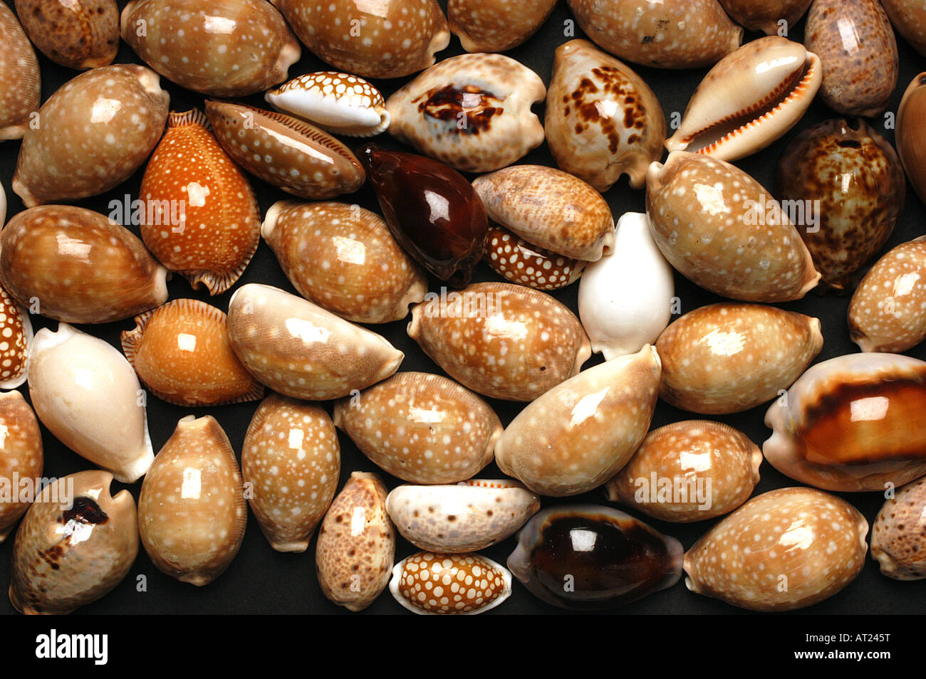 Cypraea spp., Cowries Seashells, Cypraeidae Stock Photo - Alamy