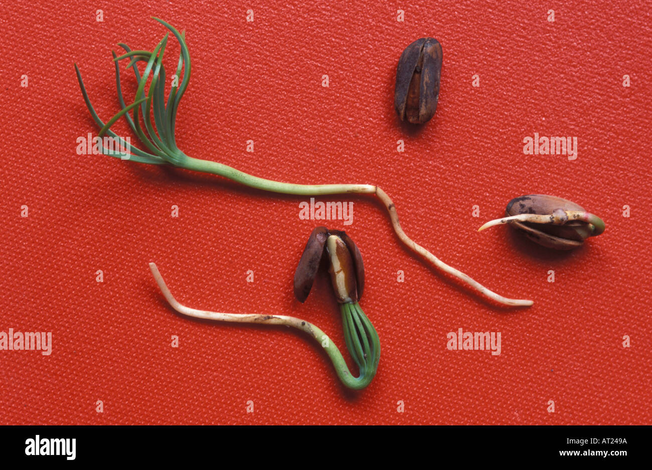 Pine seed development in 4 phases of growth Stock Photo - Alamy
