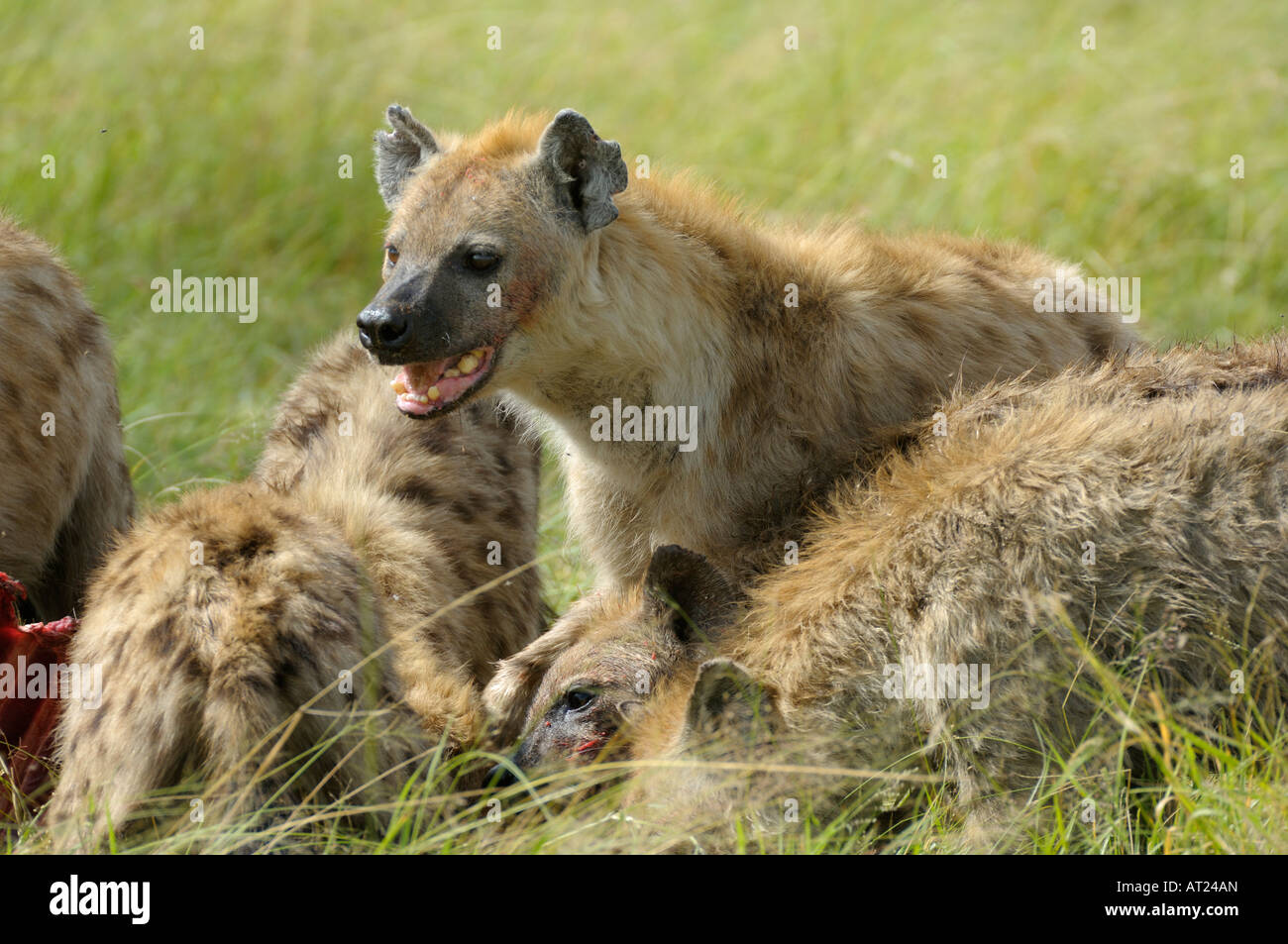 Hyena at a wildebeest kill,a horde of hyenas at a wildebeest kill ...