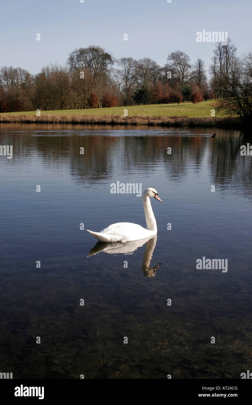 Swan on lake surface hi-res stock photography and images - Alamy