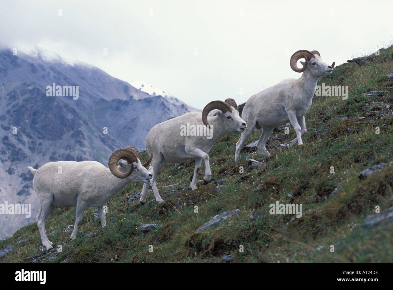 Dall Rams Ovis dalli grazing Denali National Park Alaska USA Stock ...