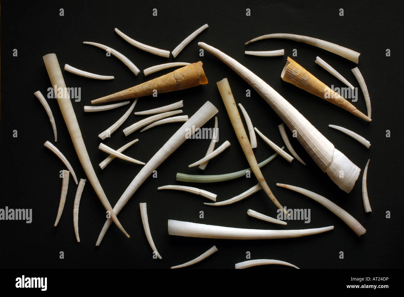 Dentalium Tusk Shell