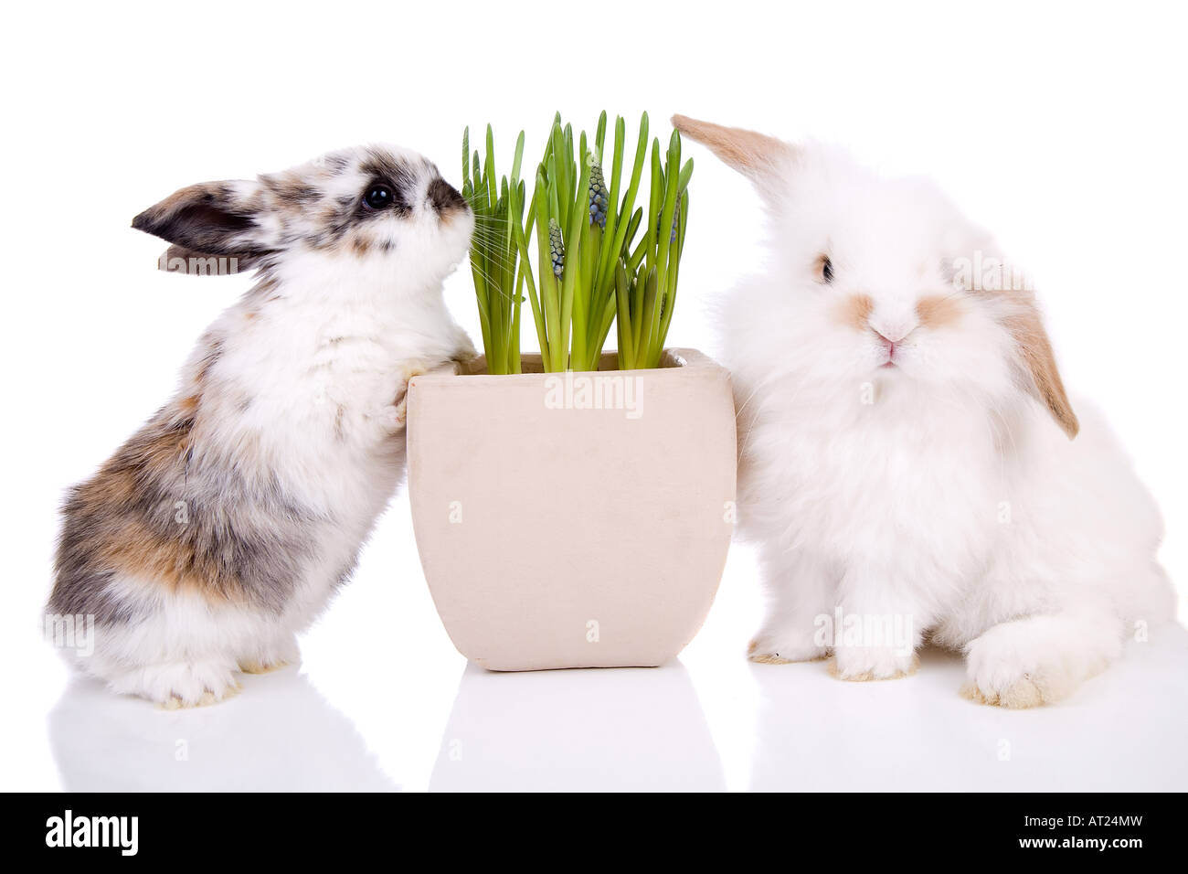 Baby bunnies hi-res stock photography and images - Alamy