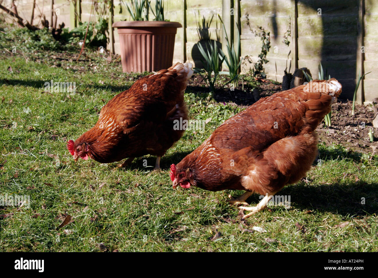 Scratching chickens hi-res stock photography and images - Alamy
