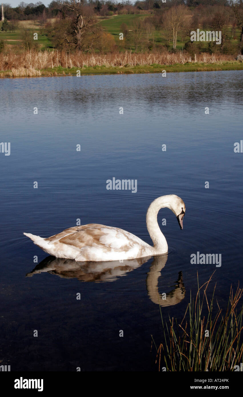 MUTE SWAN CYGNET SWIMMING ON A LAKE Stock Photo - Alamy