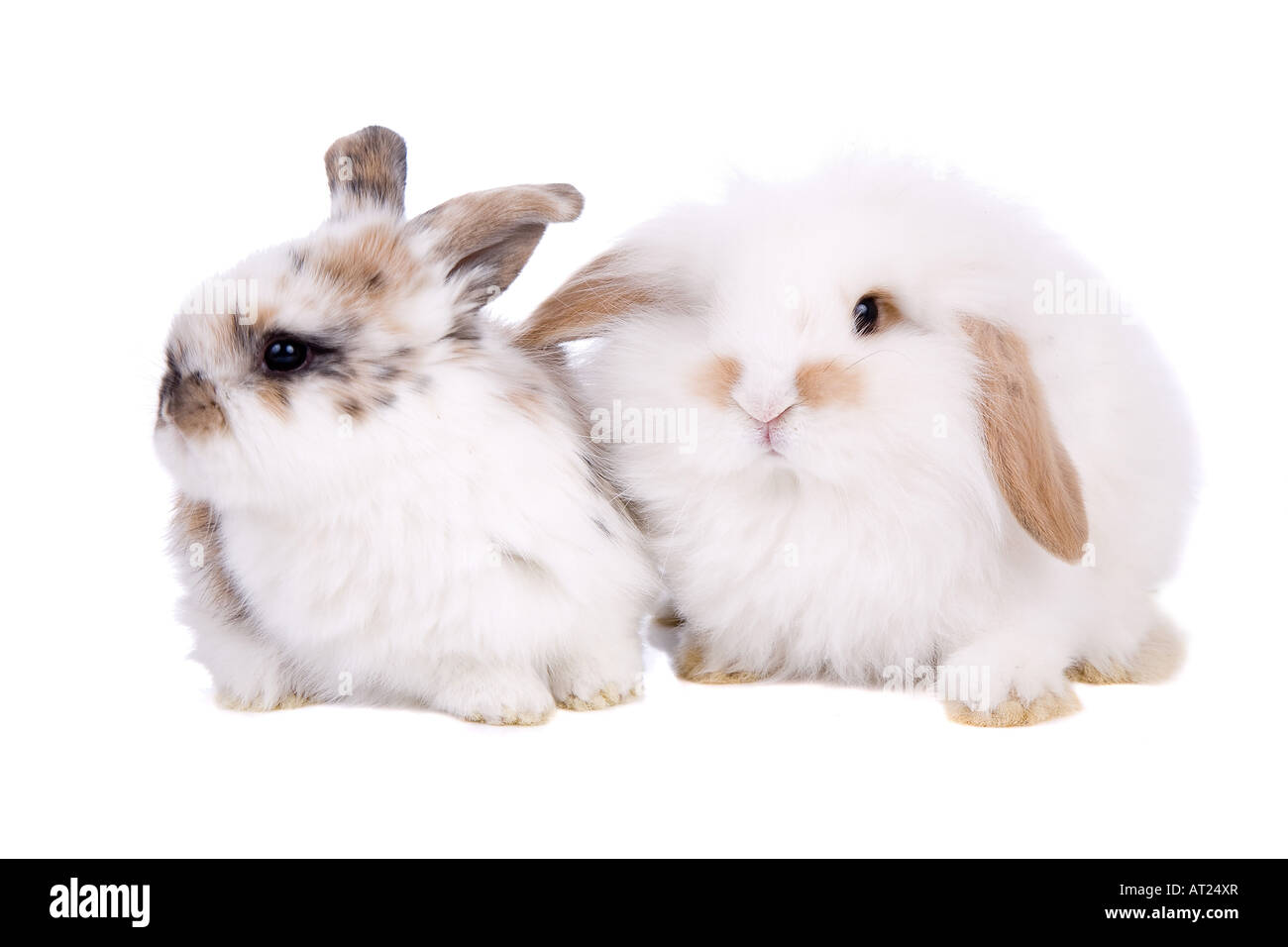 Cute little bunnies sitting together on white background Stock Photo ...