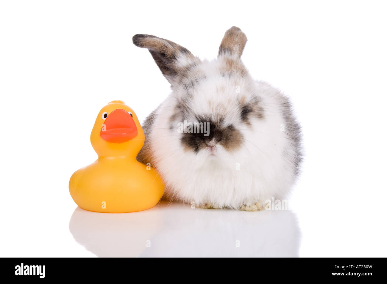 Baby Ducks And Bunnies