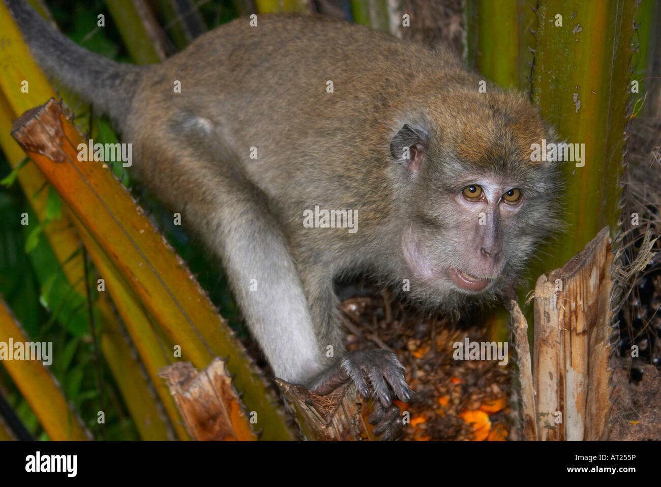 Monkey at Sentosa Island, Singapore Stock Photo - Alamy