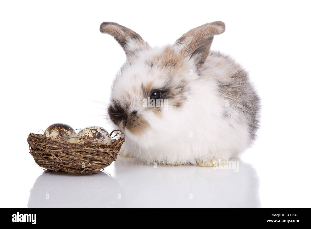 Cute little easter bunny on white with reflection Stock Photo - Alamy