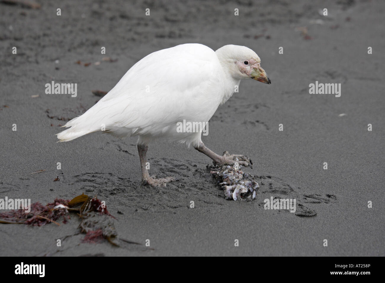 Snowy Sheathbill South Georgia Stock Photo - Alamy