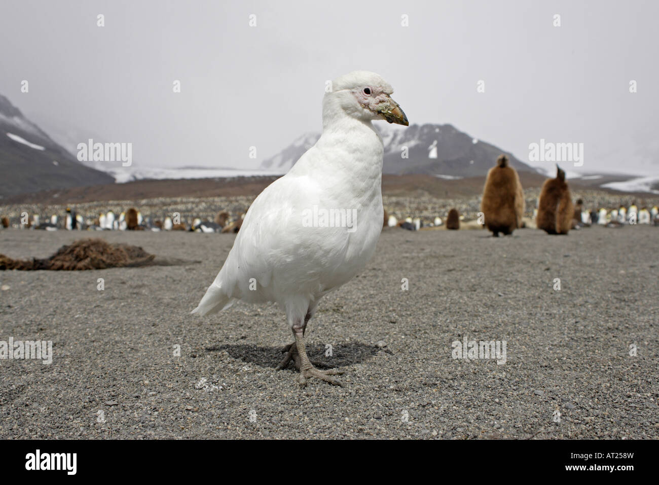 Snowy Sheathbill South Georgia Stock Photo - Alamy
