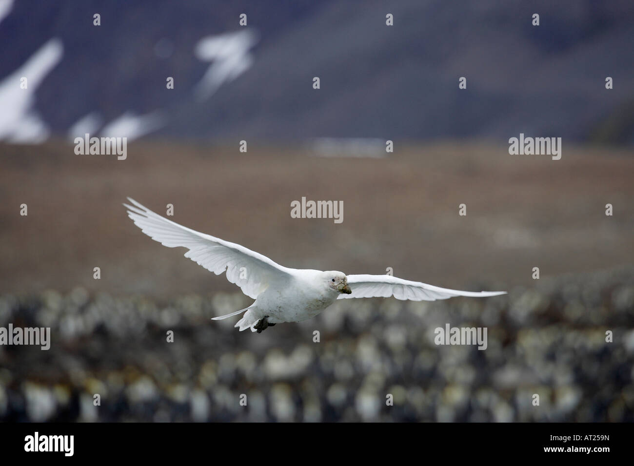 Snowy Sheathbill South Georgia Stock Photo - Alamy