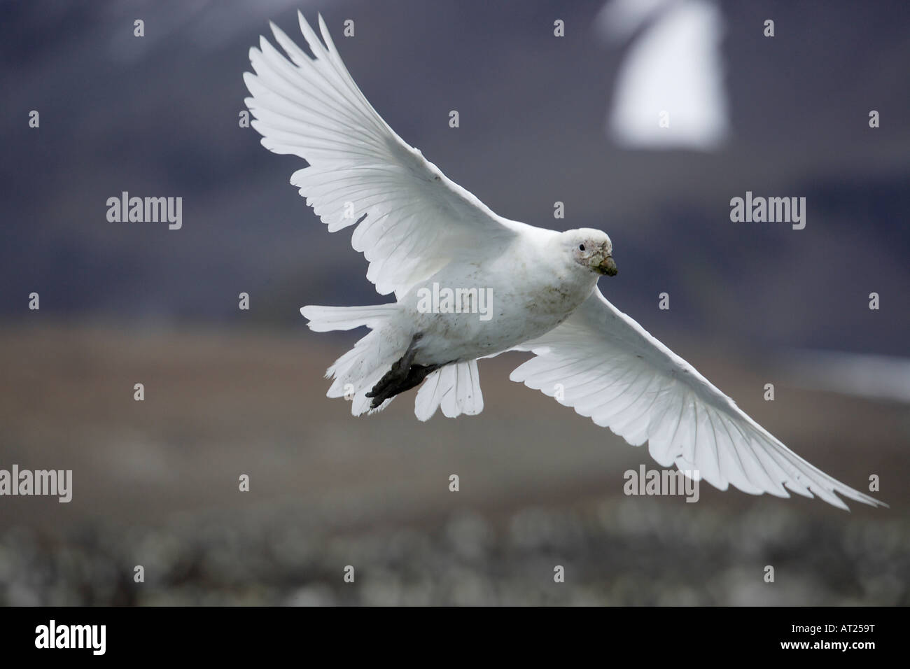 Snowy Sheathbill South Georgia Stock Photo - Alamy