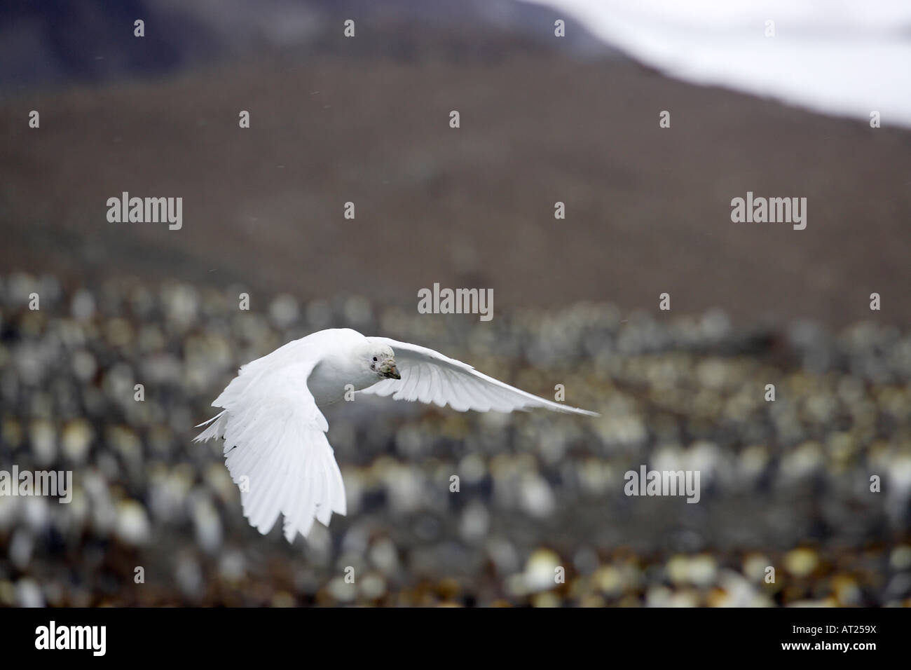 Snowy Sheathbill South Georgia Stock Photo - Alamy