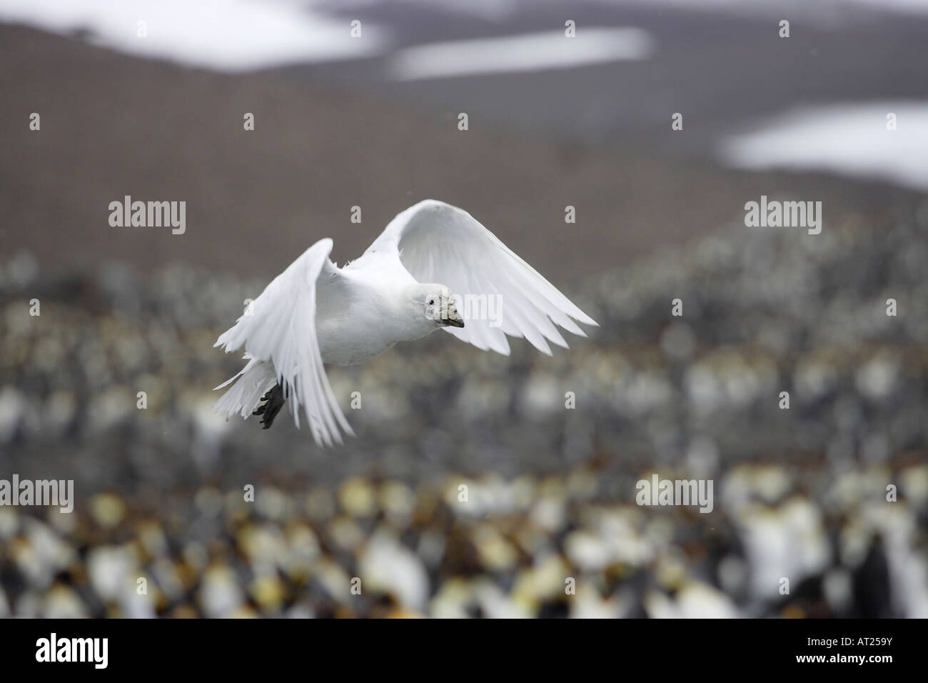 Snowy Sheathbill South Georgia Stock Photo - Alamy