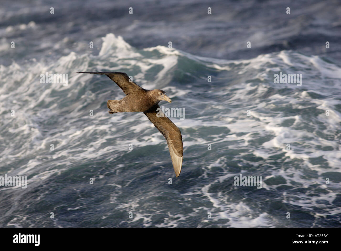 Southern Giant Petrel in flight Stock Photo - Alamy