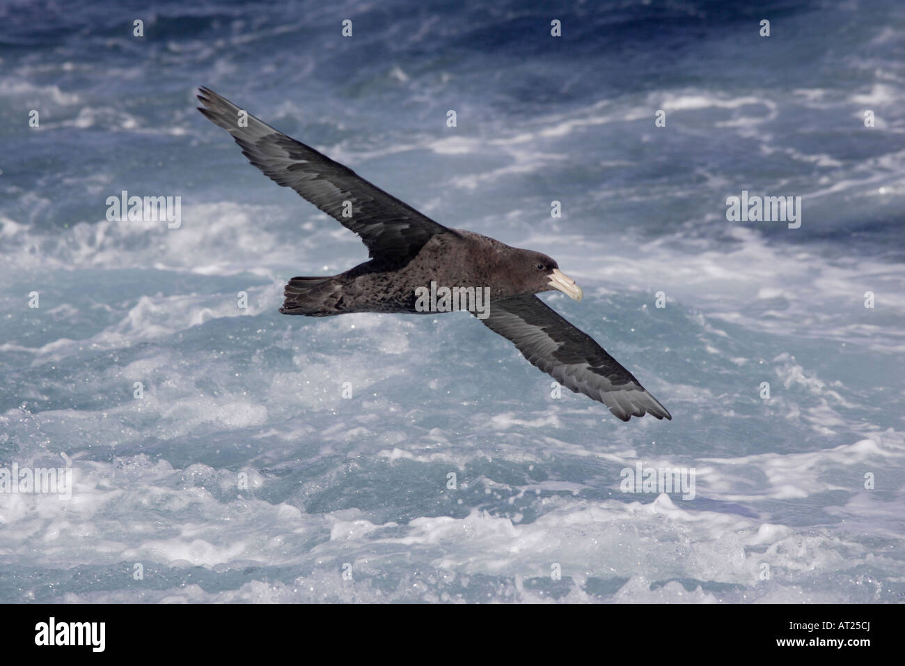 Southern Giant Petrel in flight Stock Photo - Alamy