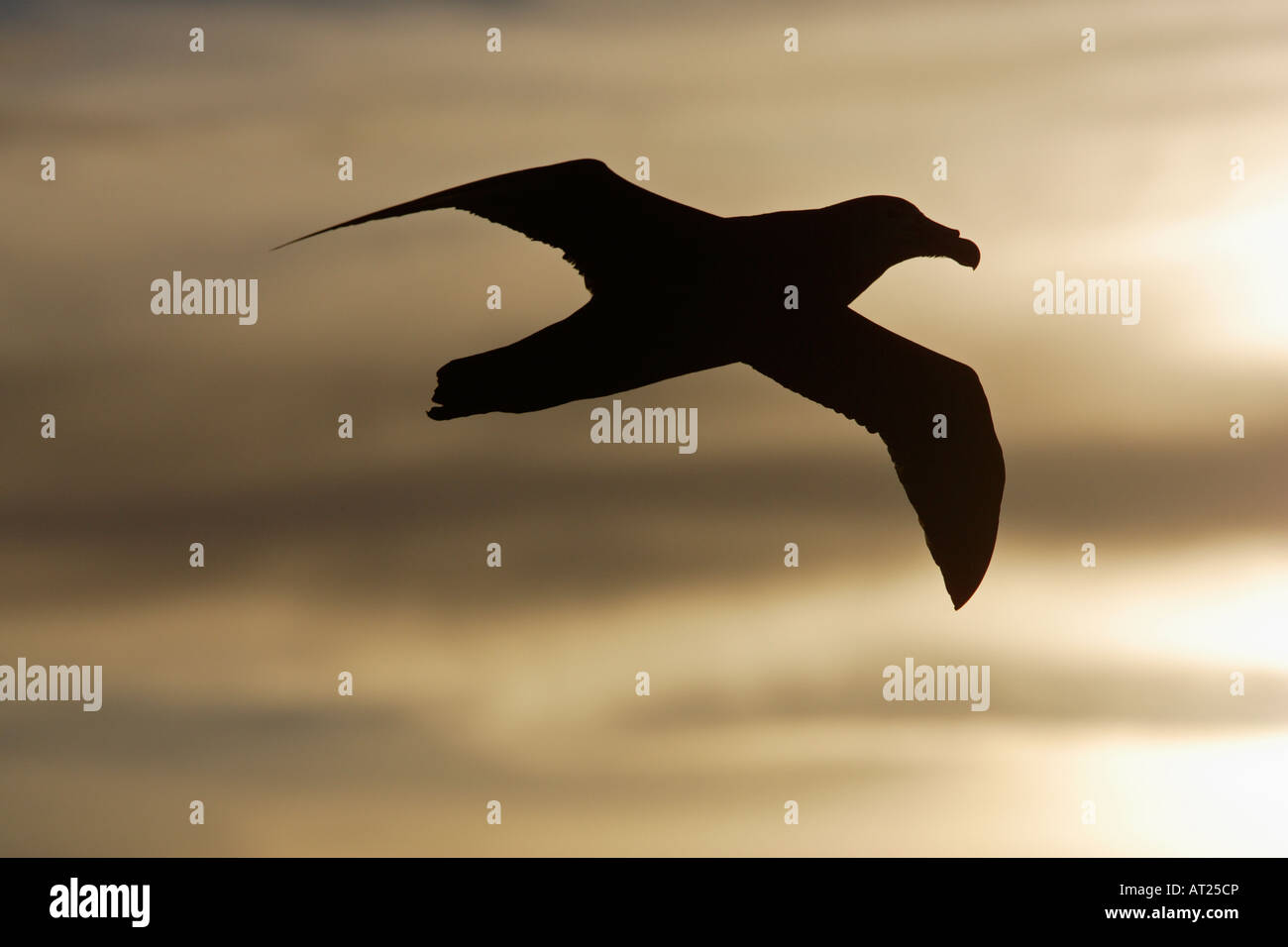 Southern Giant Petrel in flight Stock Photo - Alamy