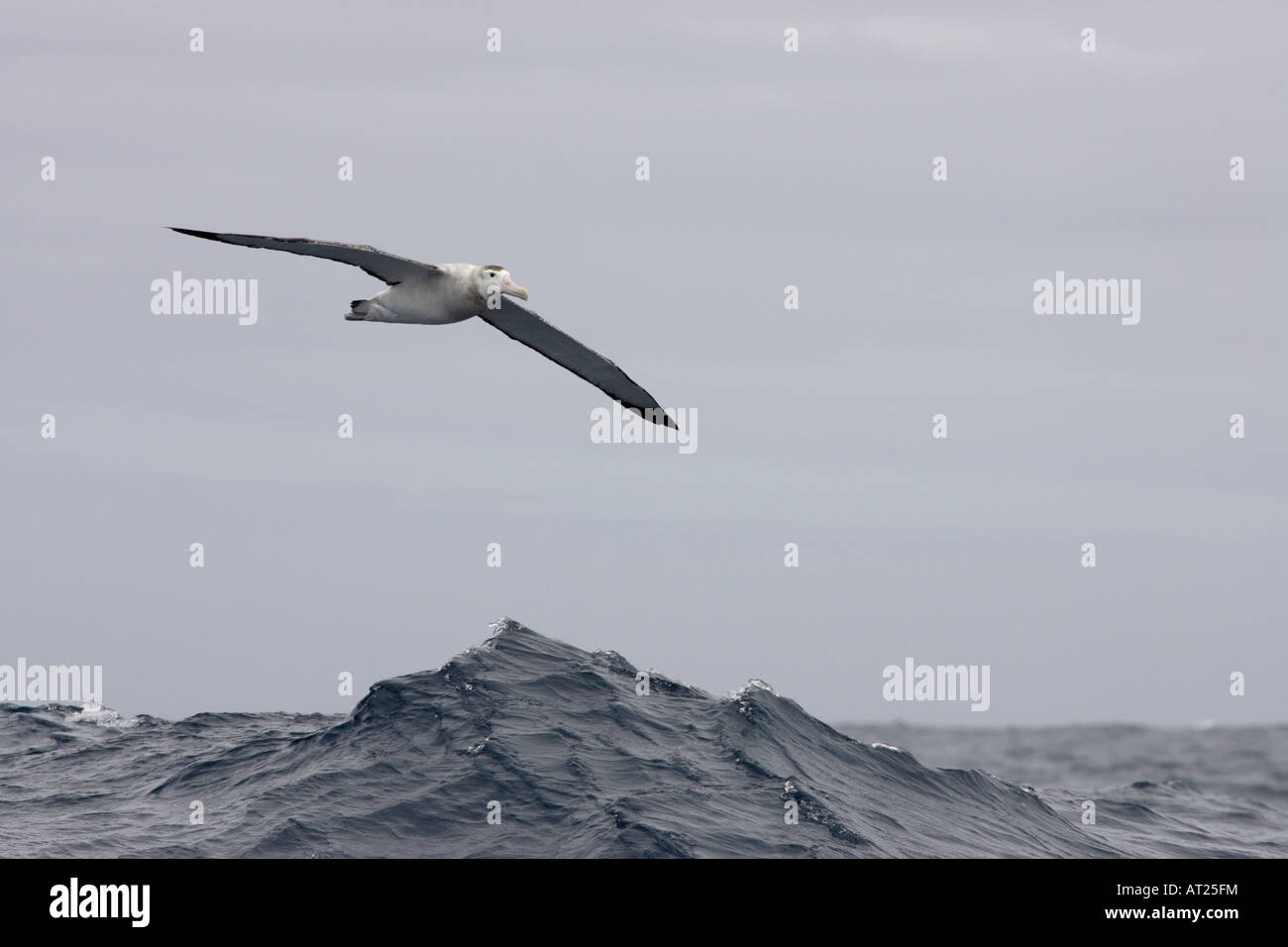 Wandering Albatross in Antarctica Stock Photo - Alamy