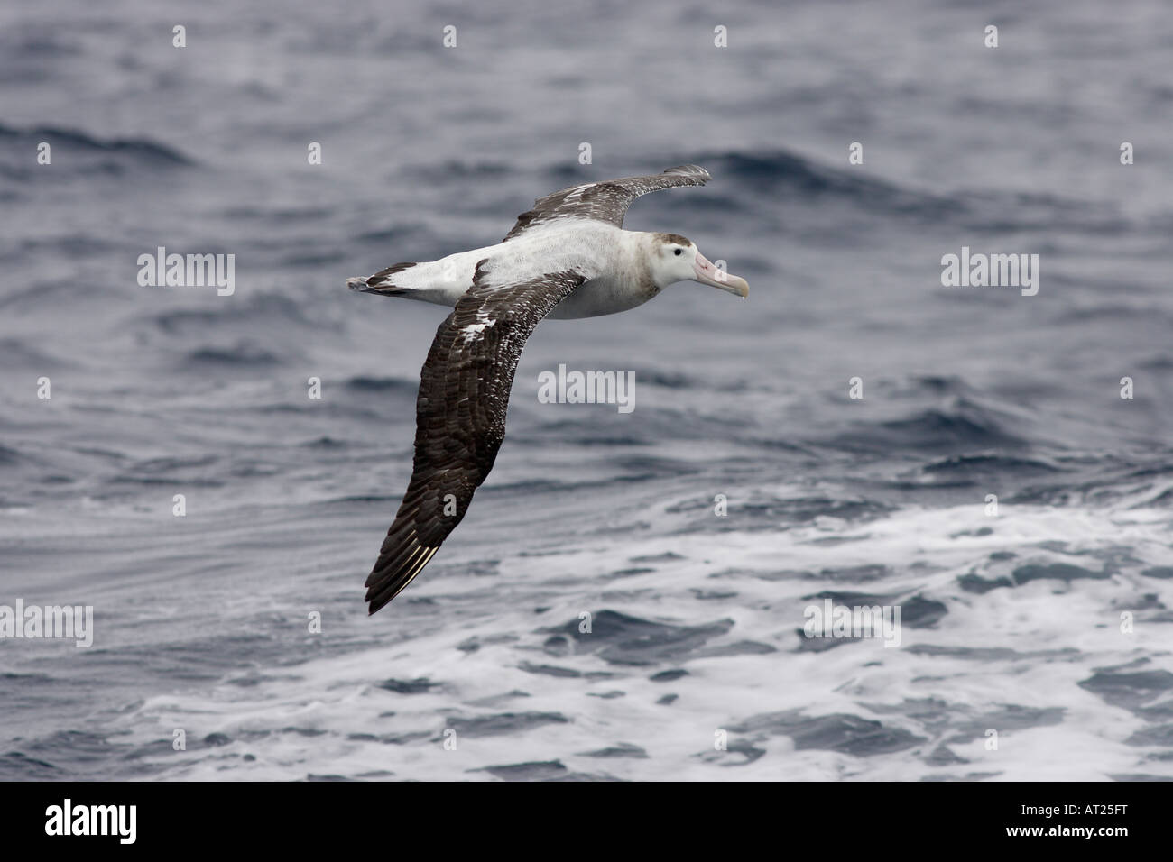 Wandering Albatross in Antarctica Stock Photo - Alamy