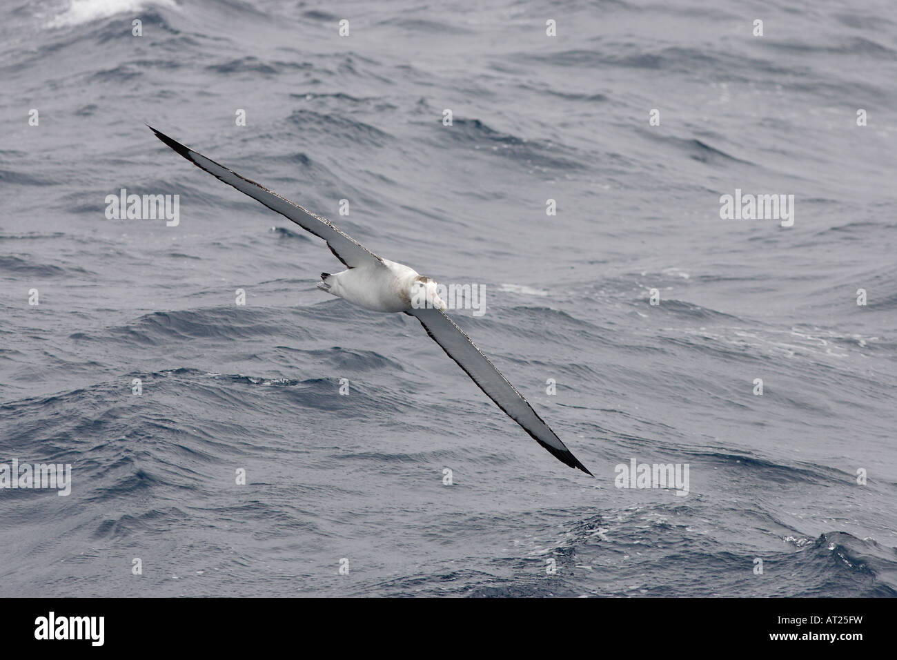 Antarctica albatross hi-res stock photography and images - Alamy