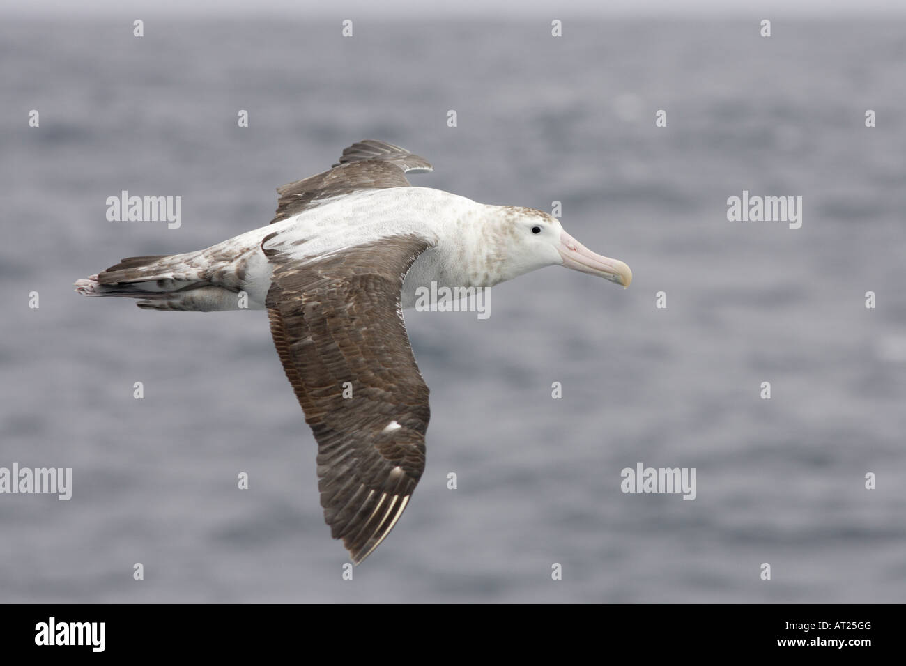 Wandering Albatross in Antarctica Stock Photo - Alamy