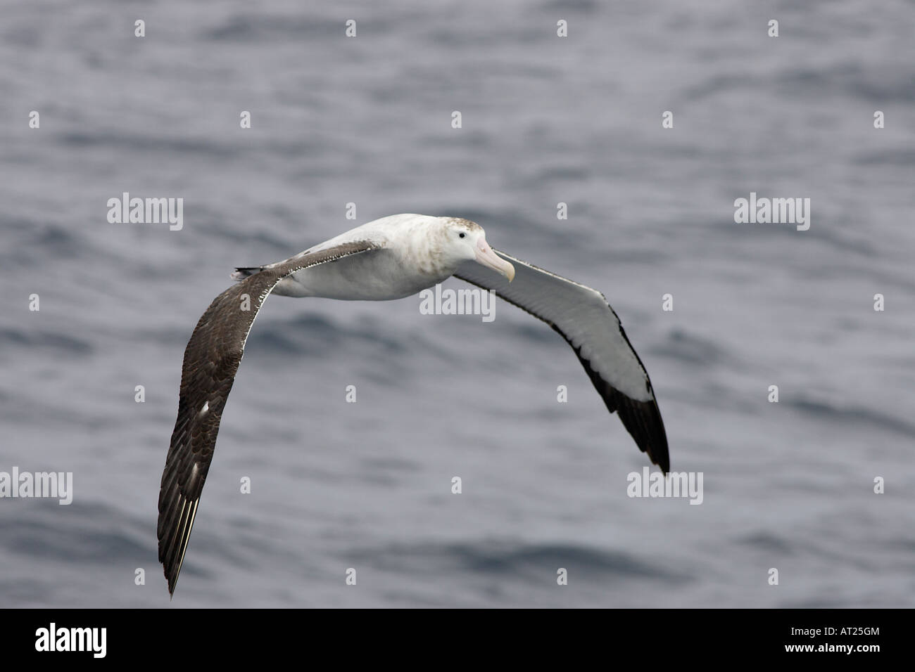 Wandering Albatross in Antarctica Stock Photo - Alamy