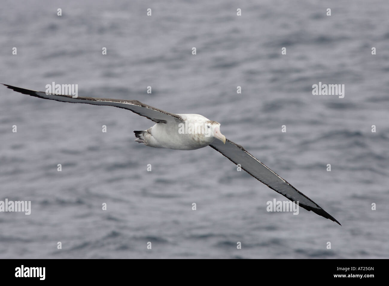 Wandering Albatross in Antarctica Stock Photo - Alamy