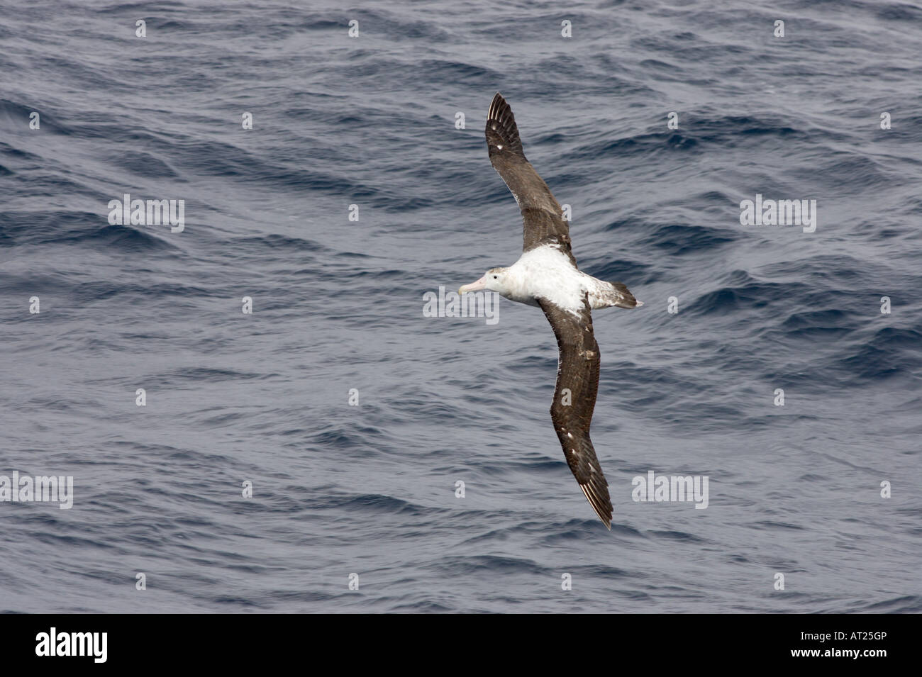 Wandering Albatross in Antarctica Stock Photo - Alamy