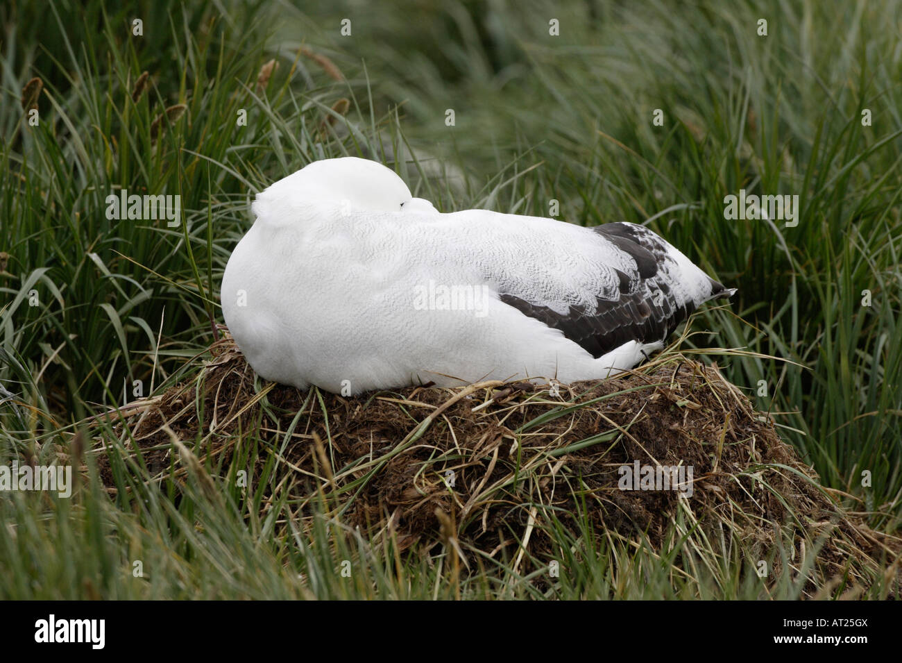 Wandering Albatross in Antarctica Stock Photo - Alamy