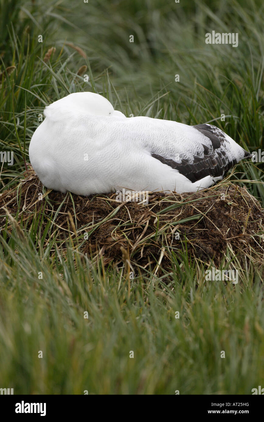 Wandering Albatross in Antarctica Stock Photo - Alamy