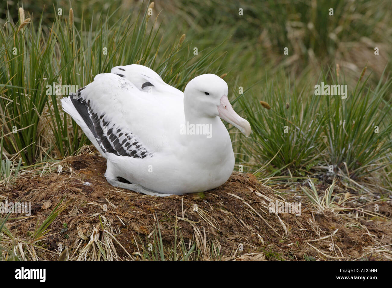Wandering Albatross in Antarctica Stock Photo - Alamy