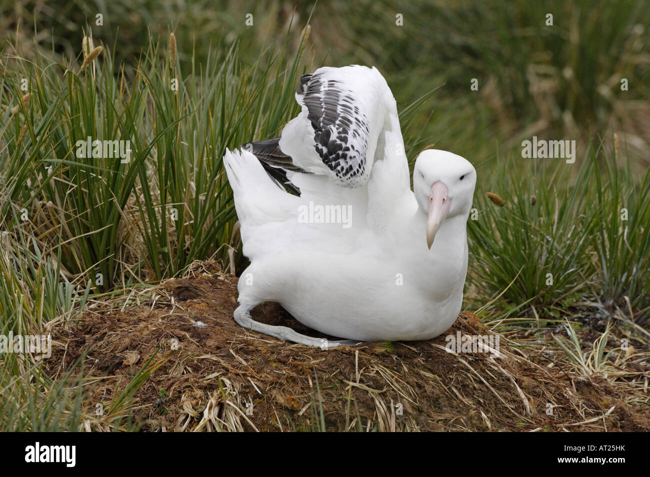 Wandering Albatross in Antarctica Stock Photo - Alamy