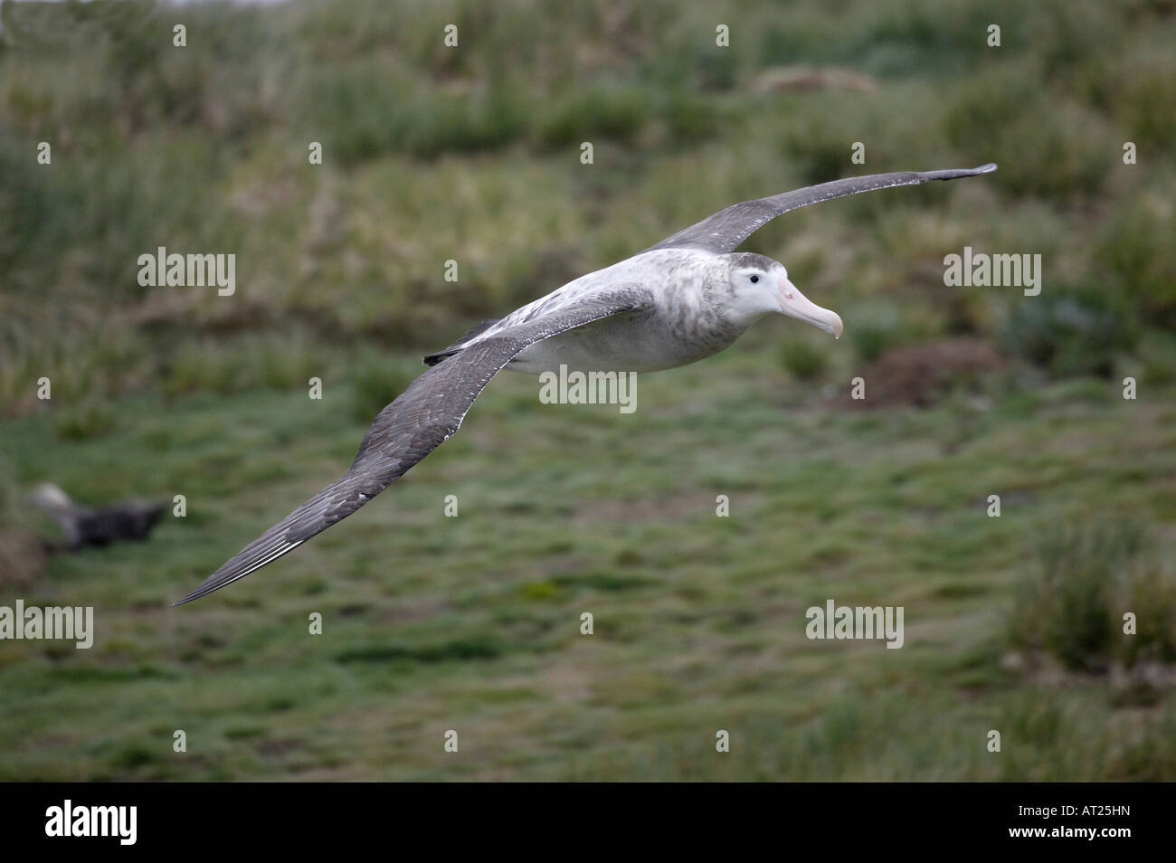 Wandering Albatross in Antarctica Stock Photo - Alamy