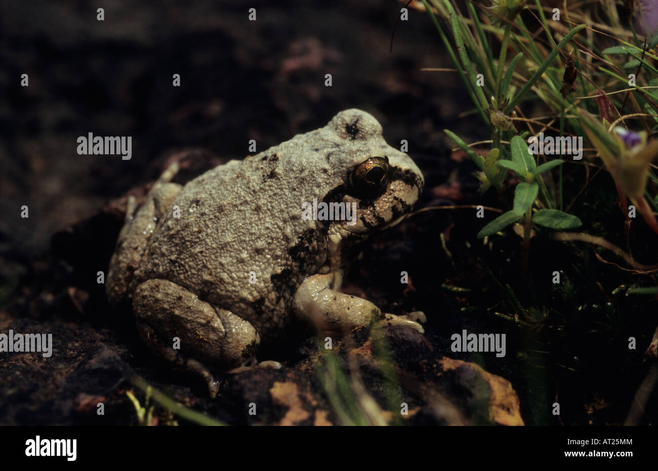 Burrowing frog hi-res stock photography and images - Alamy