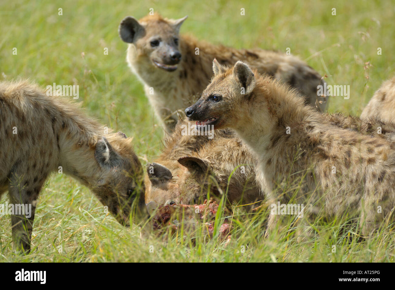 Hyena at a wildebeest kill Stock Photo - Alamy