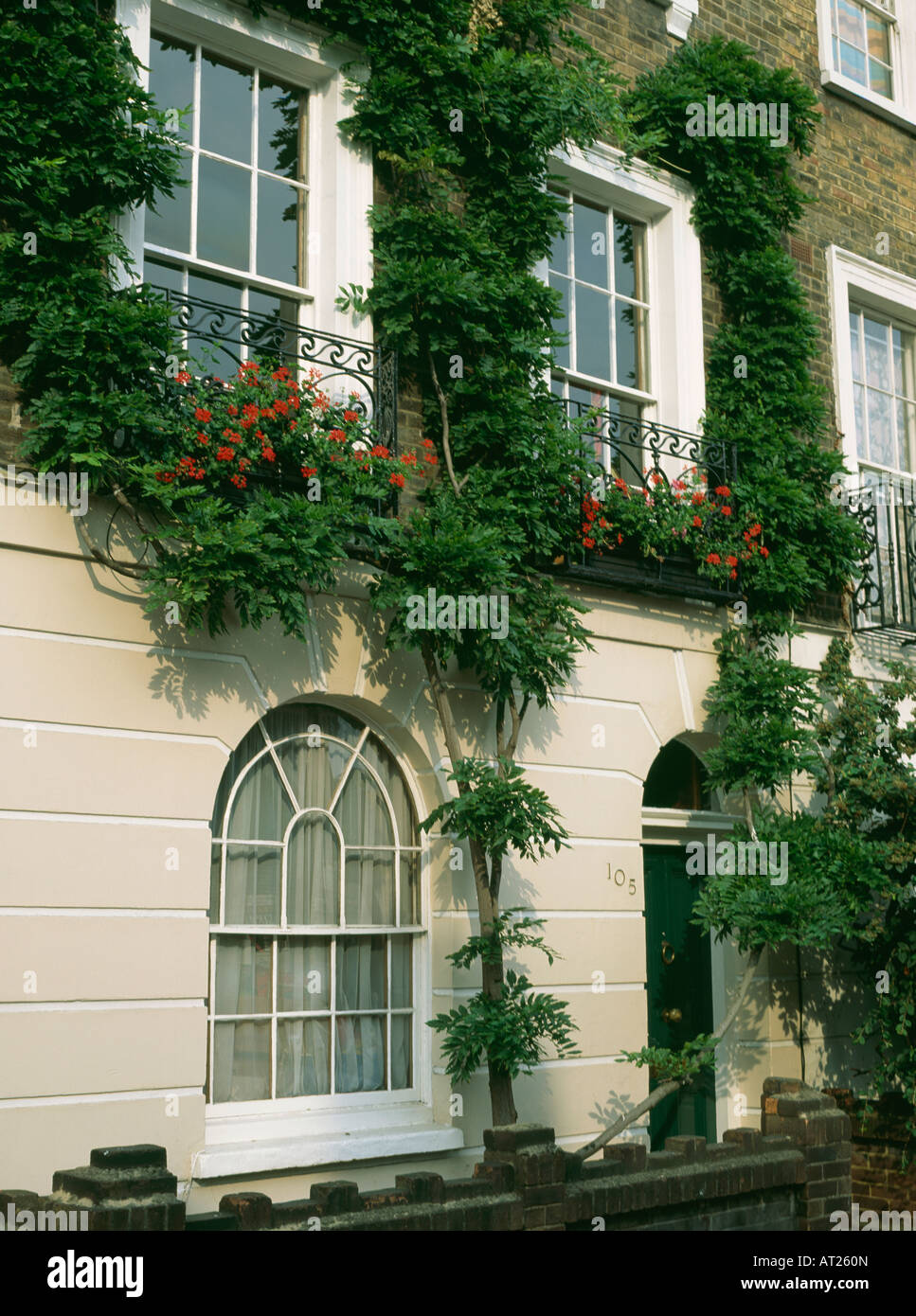 Wisteria on traditional Victorian townhouse with red geraniums on ...