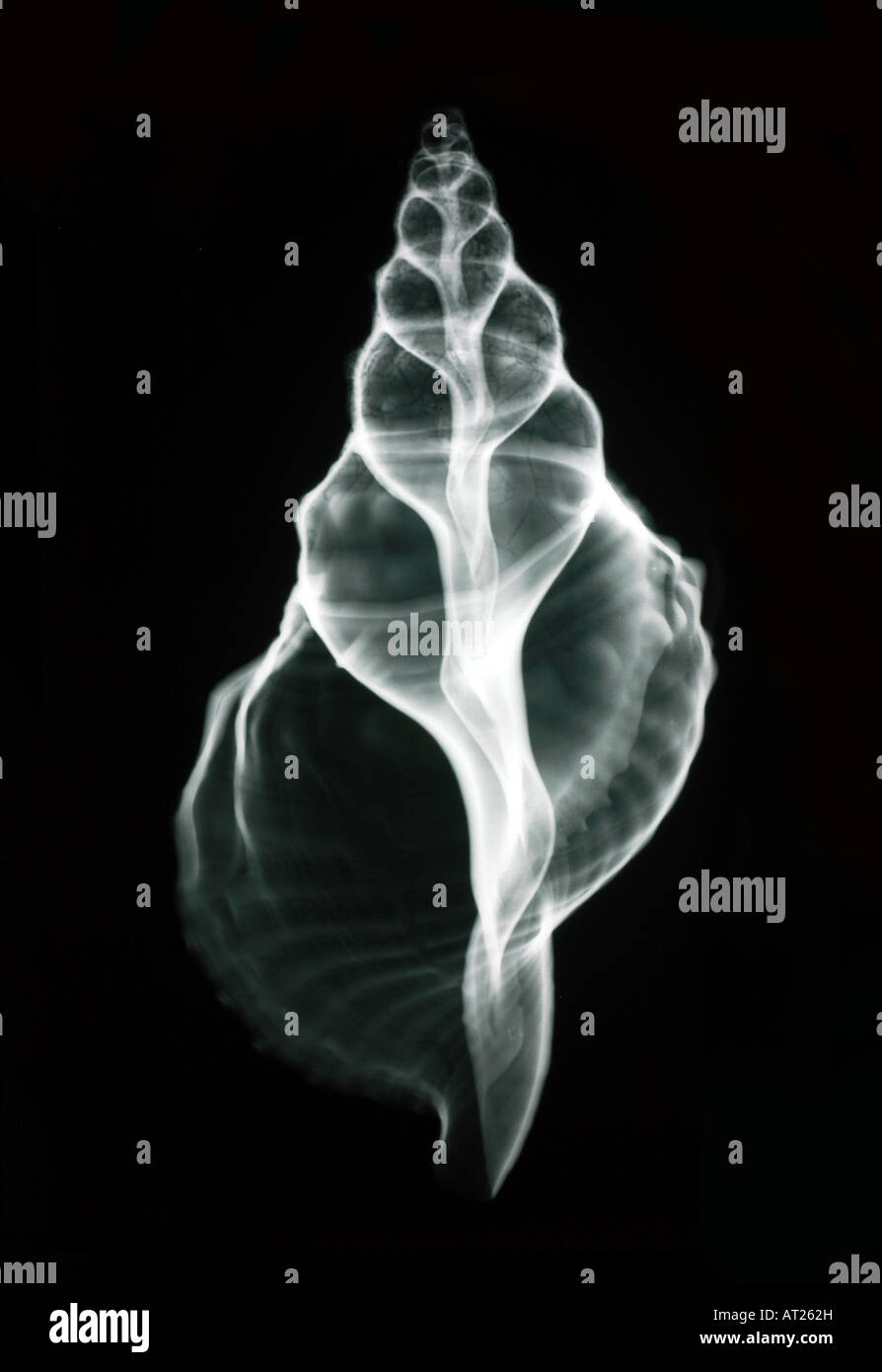 Shell x ray hi-res stock photography and images - Alamy