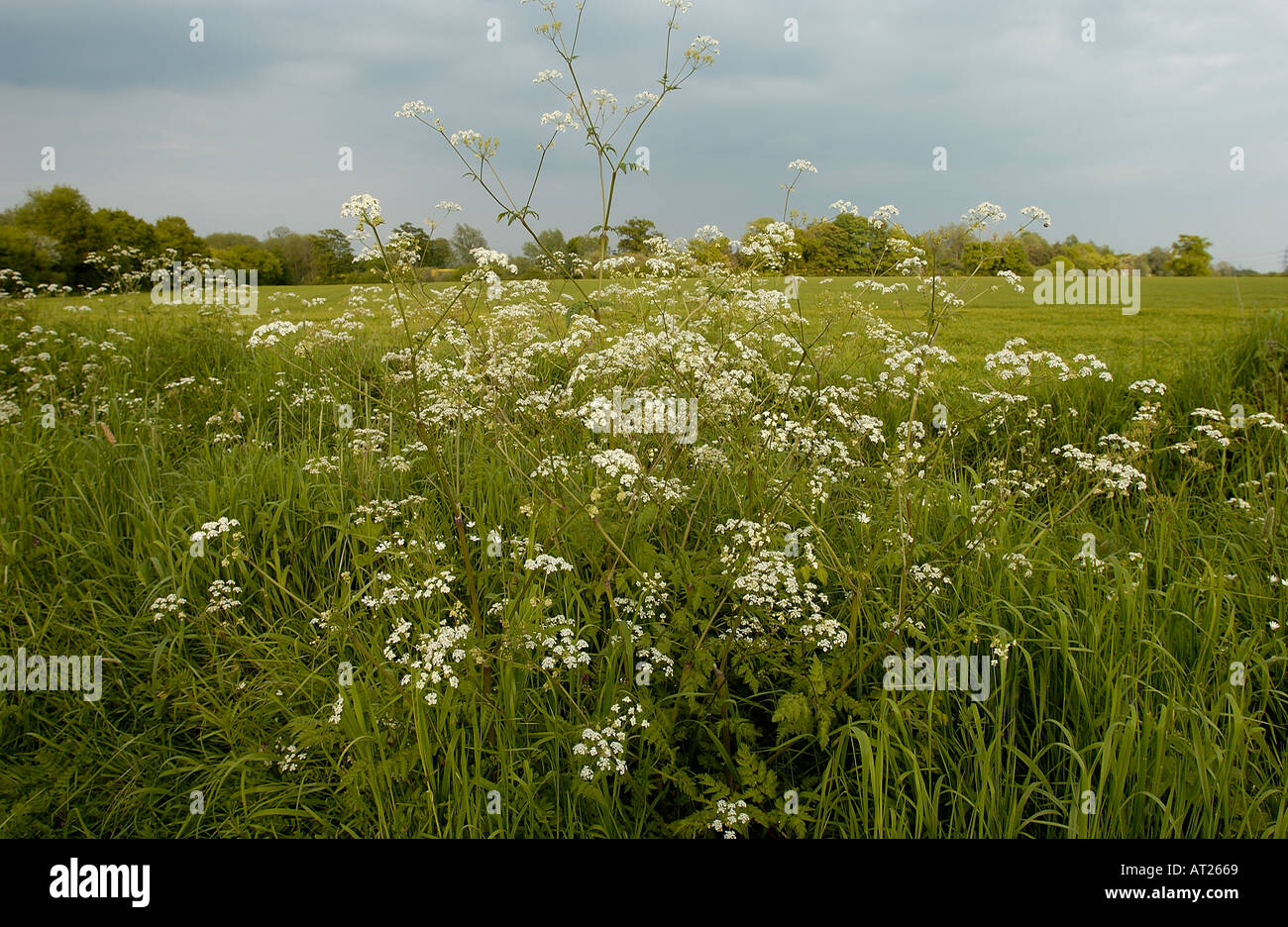 May countryside, England. Cowparsley Stock Photo - Alamy
