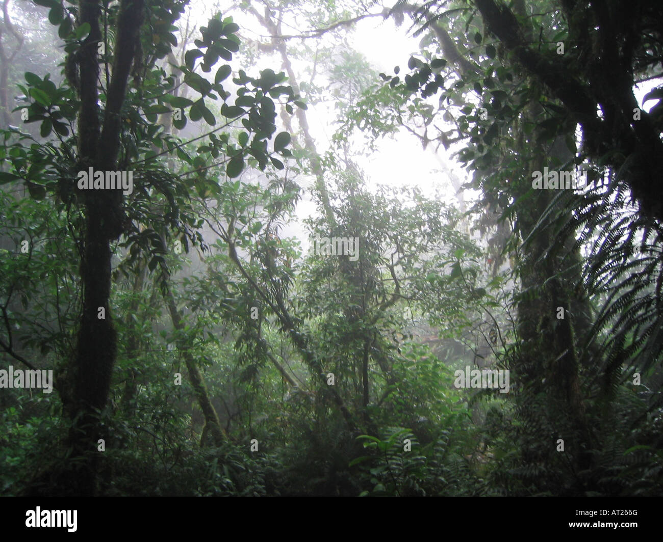 foggy rain forest Stock Photo - Alamy