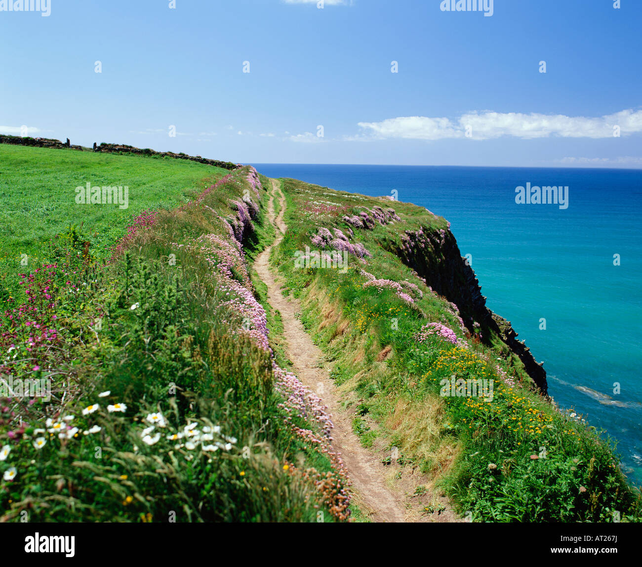 Lizard Cornwall Coast Path Flowers High Resolution Stock Photography ...