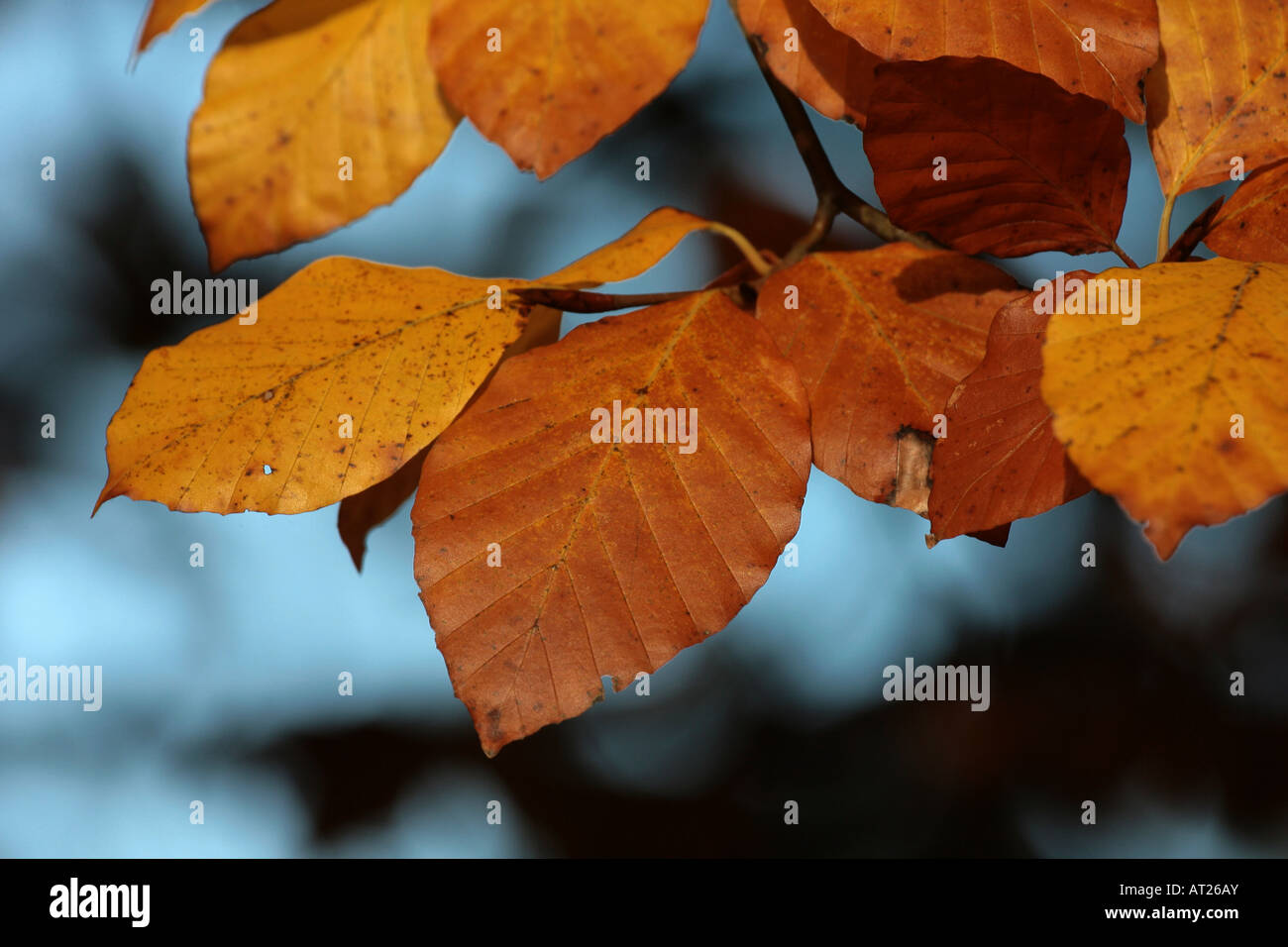 Beech Fagus sylvatica tree leaves in autumn colours Stock Photo - Alamy